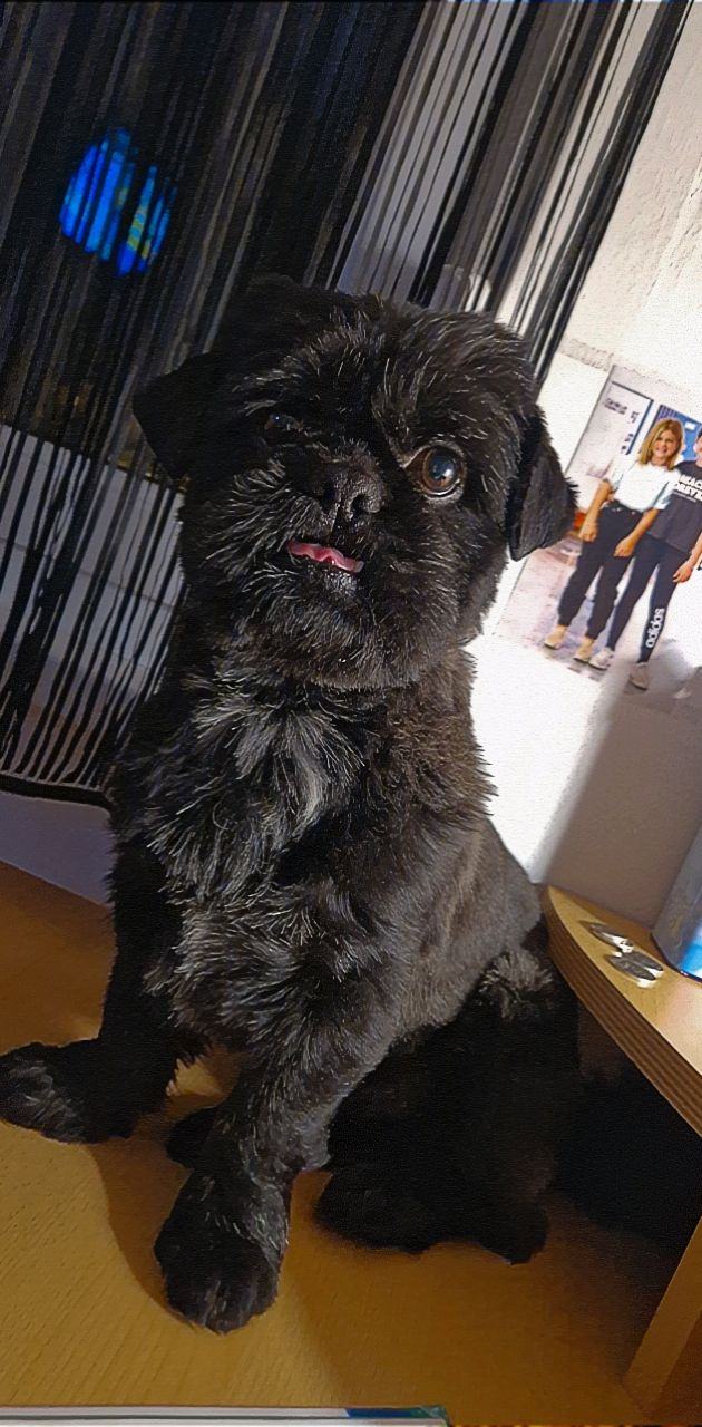 Shi Chu Gizmo traži curu