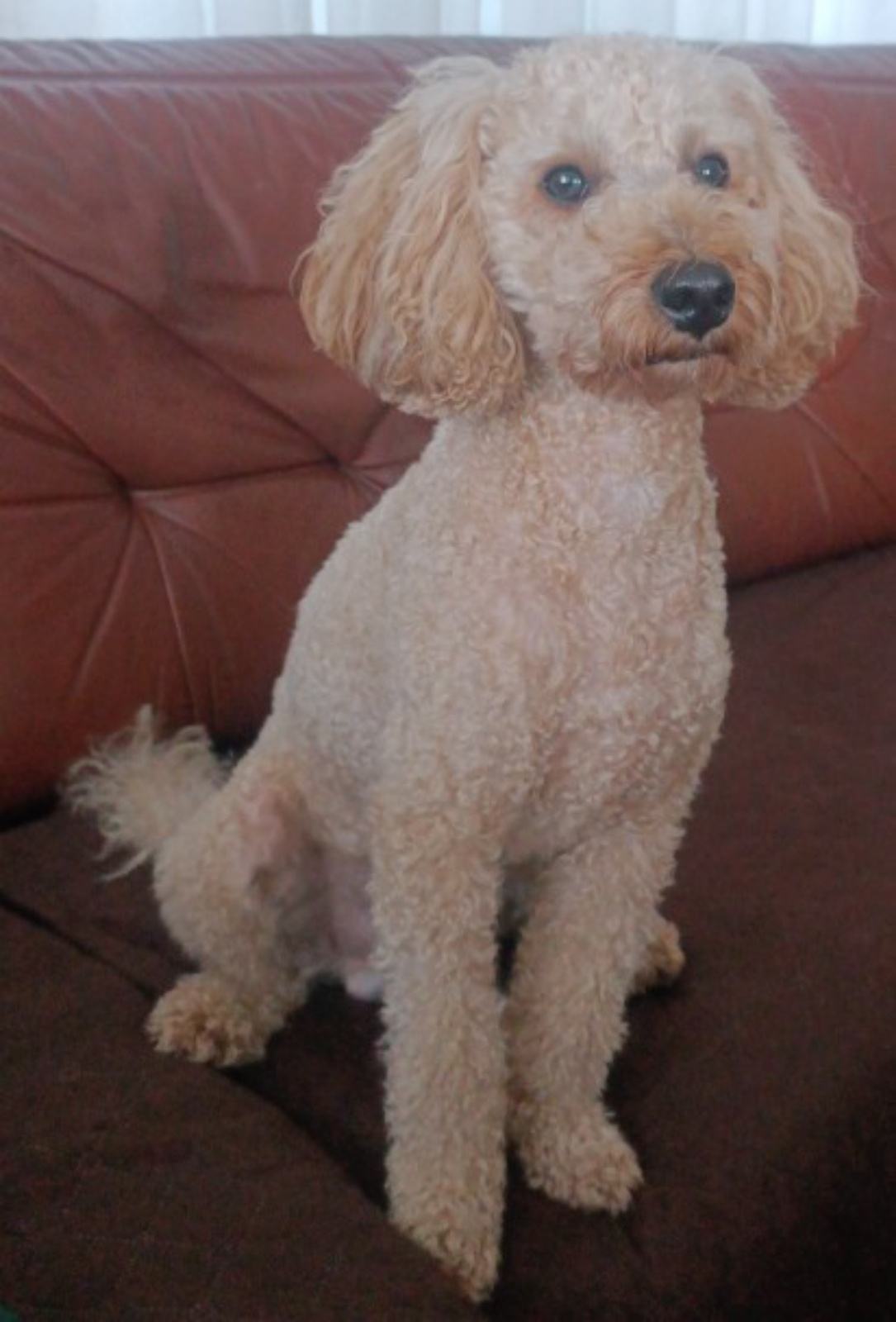 Srednja pudla aprikot