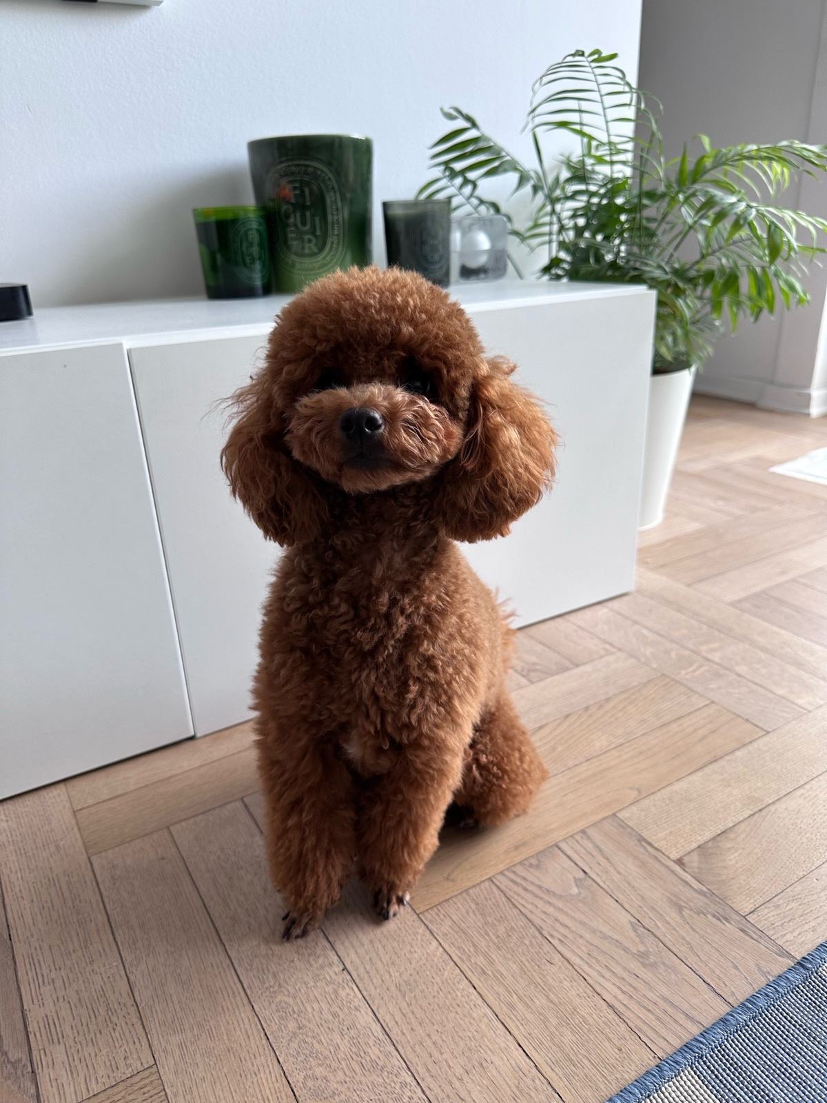 Toy pudla crvena muška za parenje