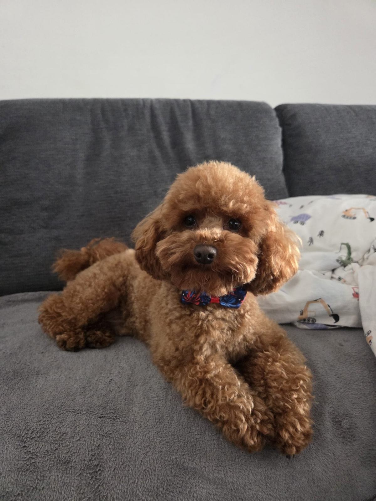 Toy pudla za parenje
