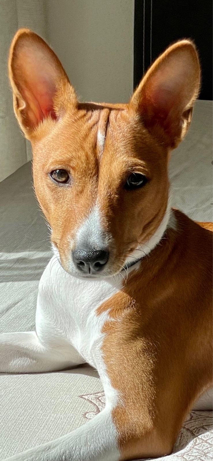 Hitno traži muškog Basenjija za stezanje