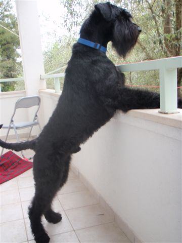 Veliki šnaucer traži ženku