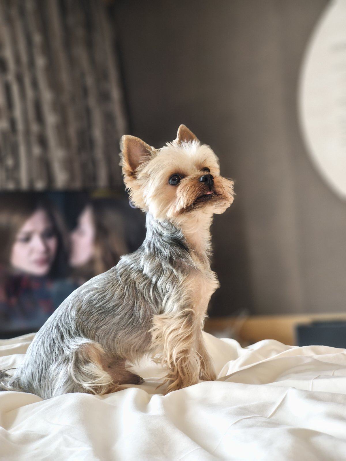 yorkie star 5 godina za parenje