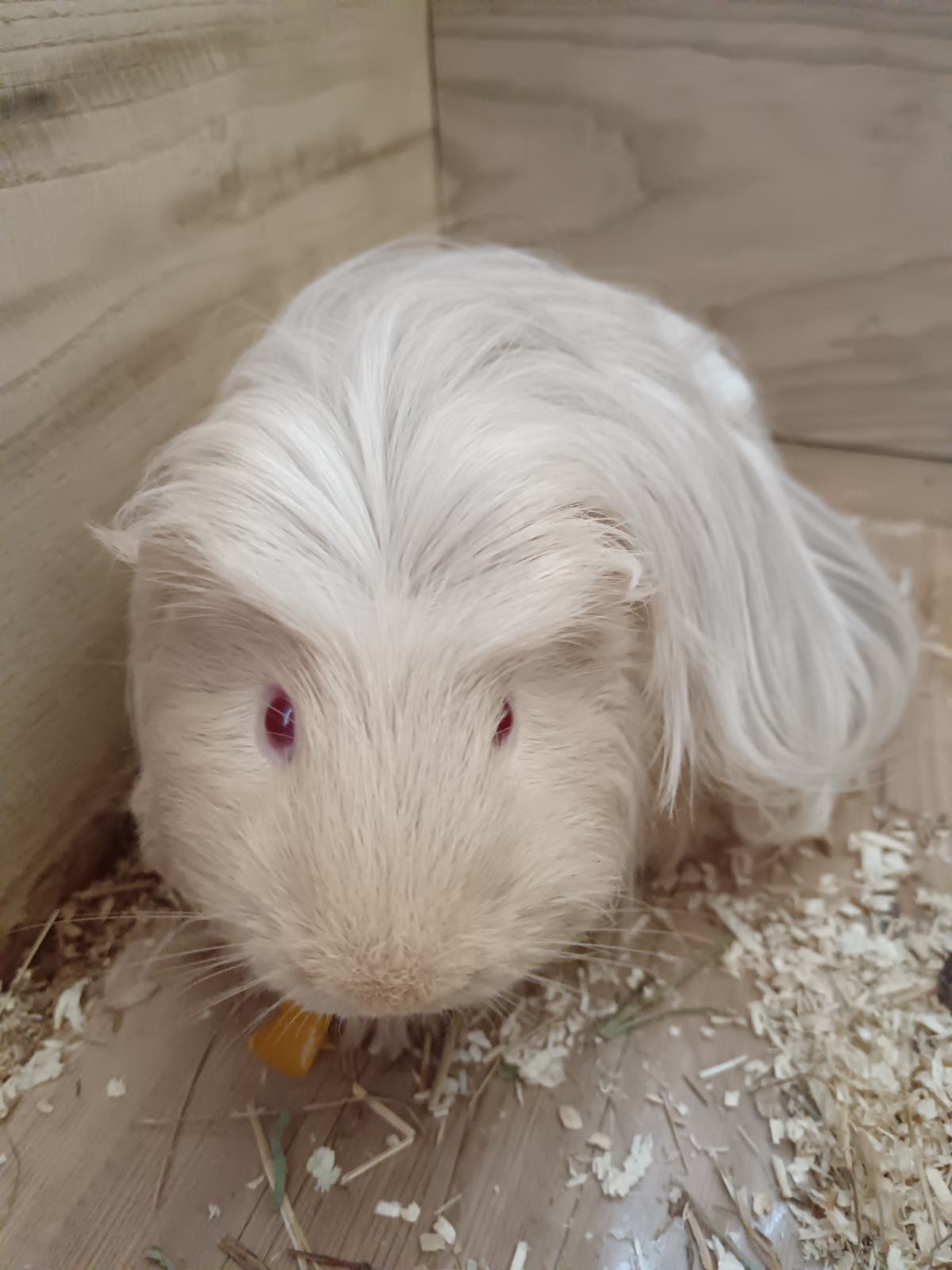 Zamorac (mužjak) za parenje