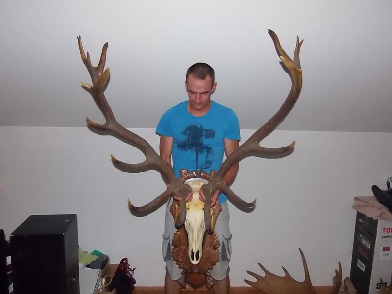 Jelenski rogovi *KOLEKCIJA*