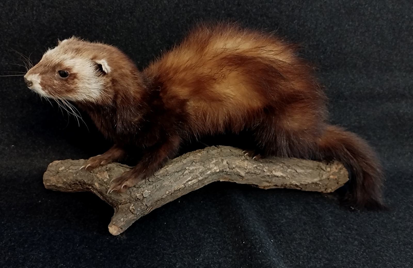 Lov, lovstvo, lovački trofej - preparirana kuna - tvor