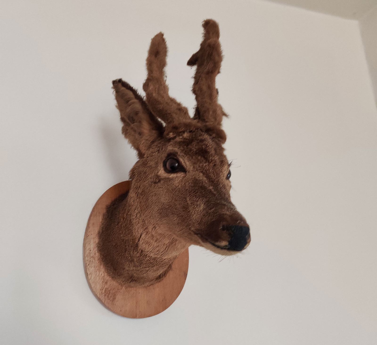 Preparirana glava srnjaka