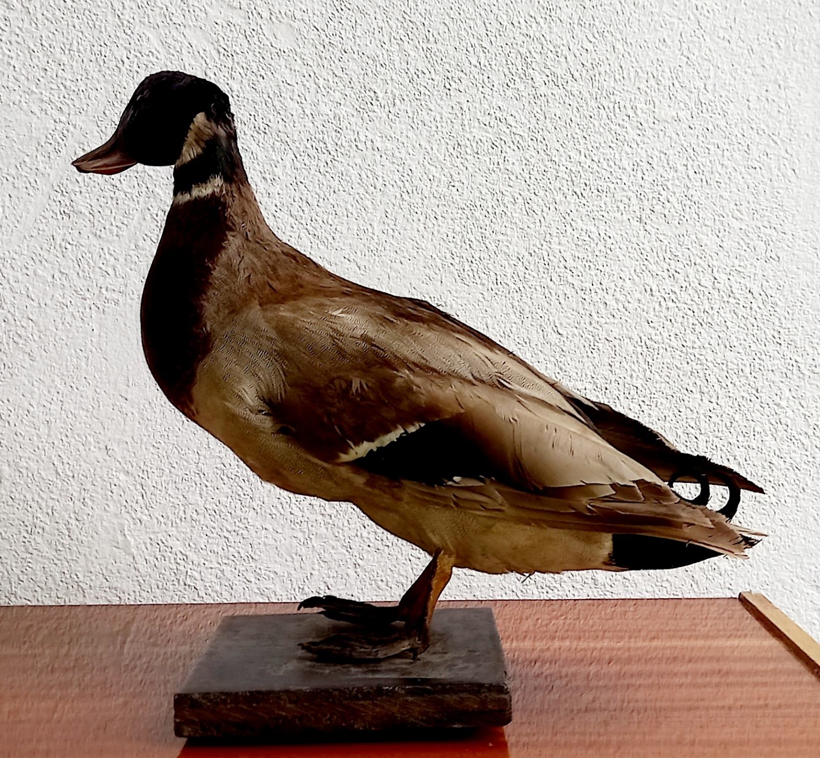 Preparirana patka