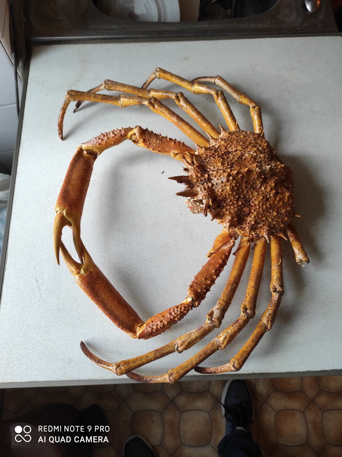 Preparirane rakovice i hlap