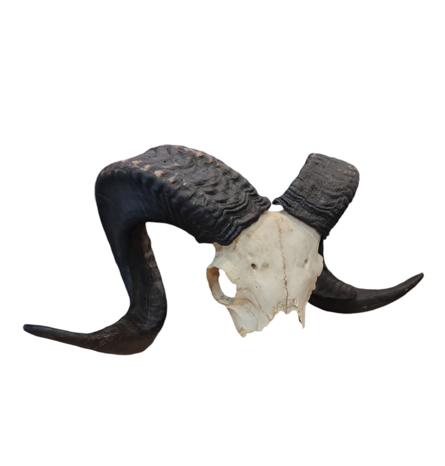 PREPARIRANI ROGOVI OVNA *DO 24 RATE* POVOLJNO ! R1!