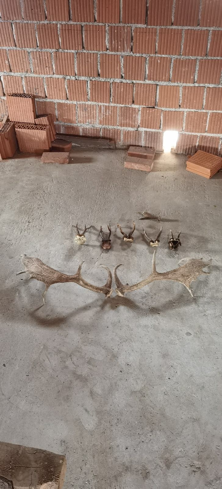 Prodajem rogove jelena lopatara i srnjaka