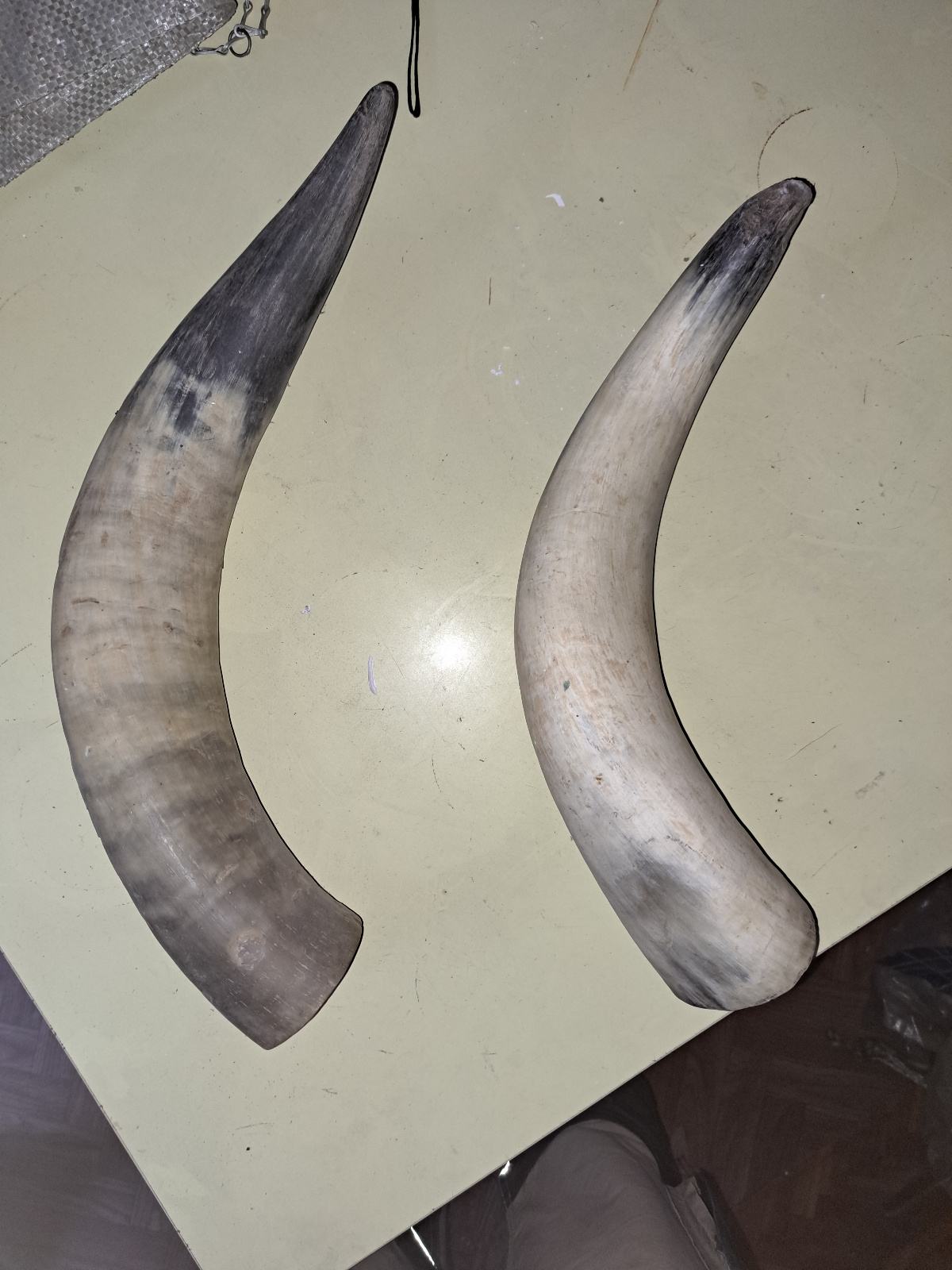 Rogovi od boškarina