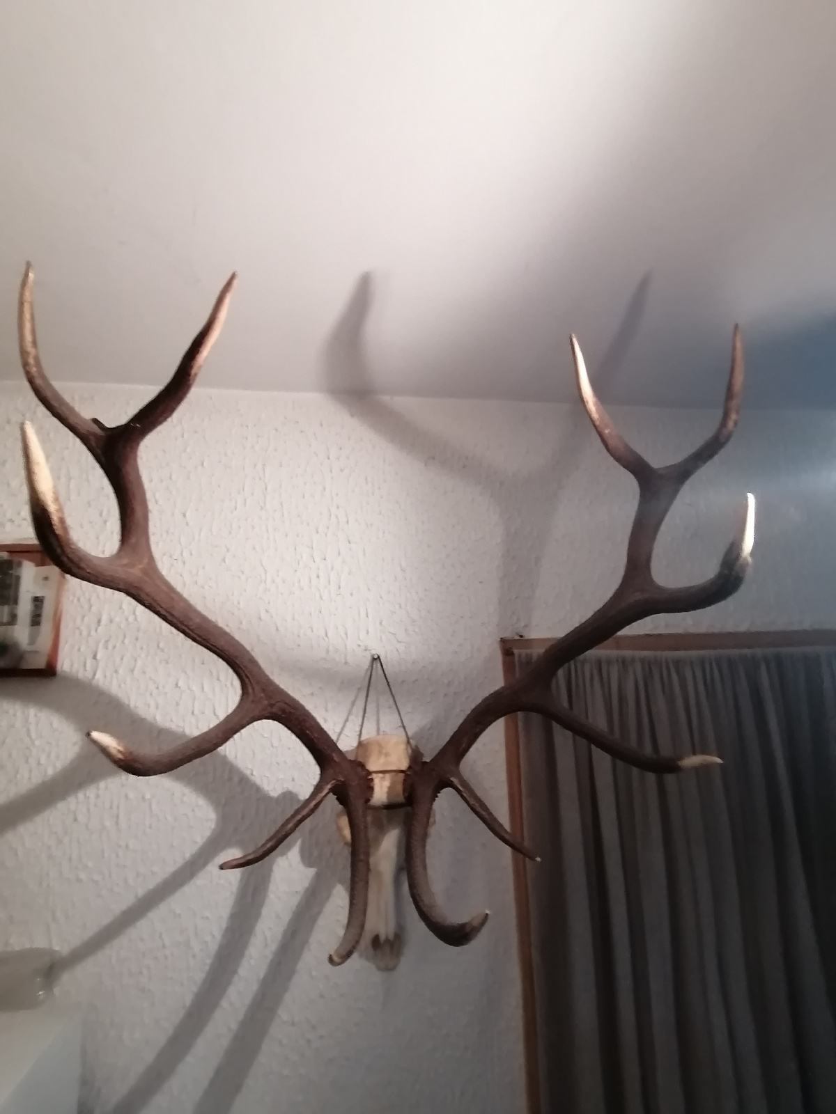 TROFEJ-ROGOVI OD JELENA(BRONČANA MEDALJA)