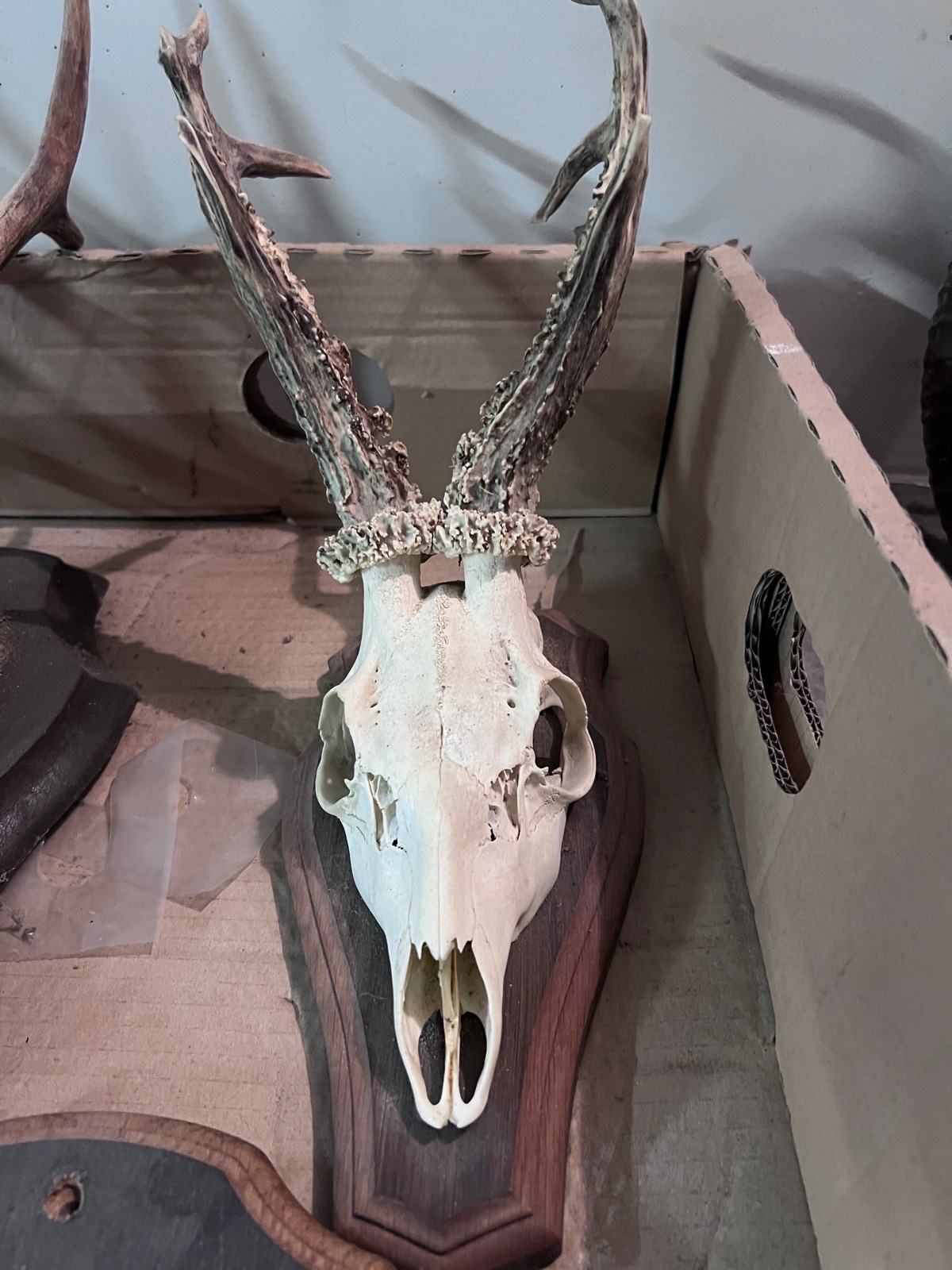 Rogovi Srna 3 komada