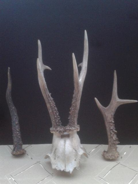 ROGOVI SRNDAČA,3 kom.