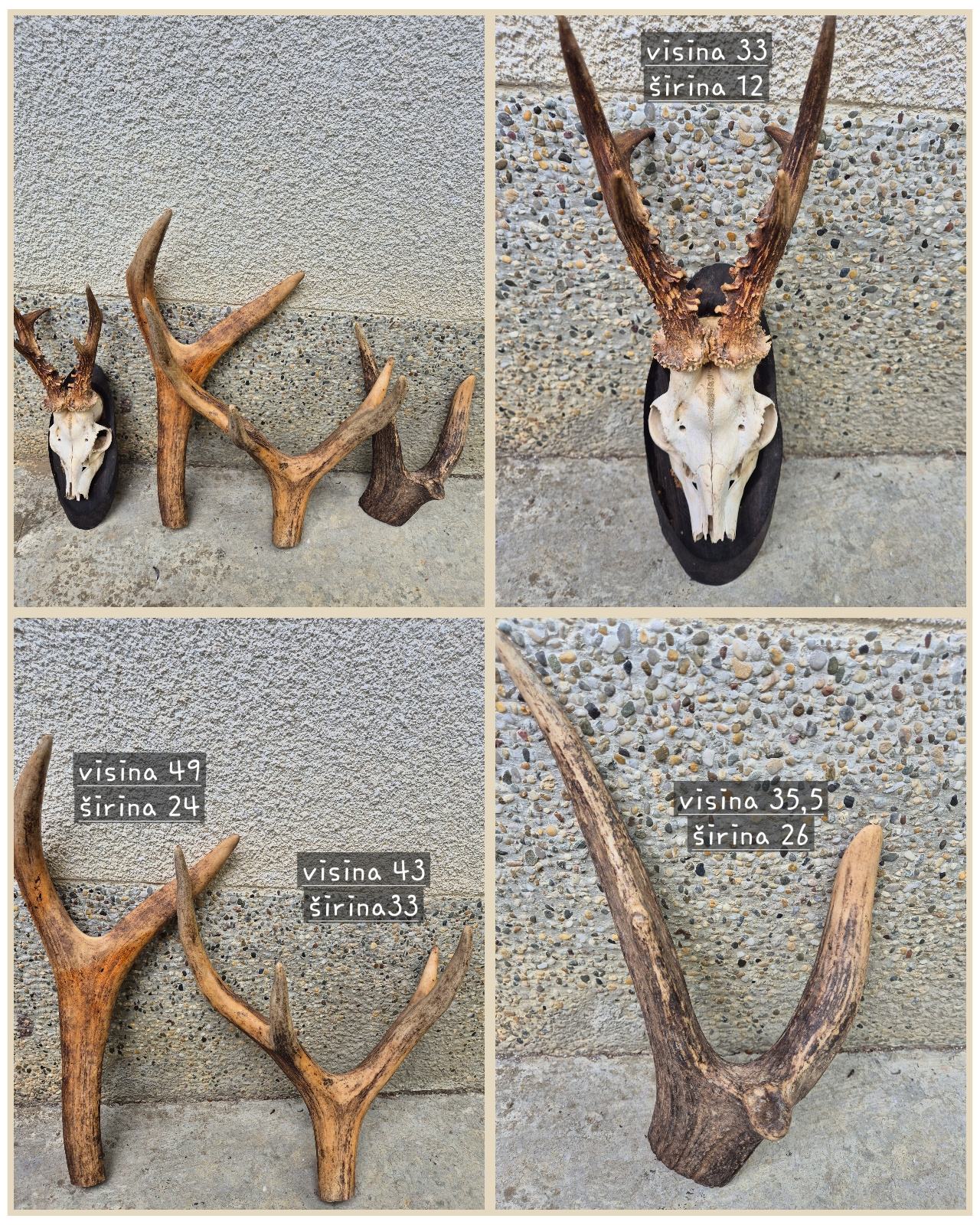 Rogovi srndaća i jelena