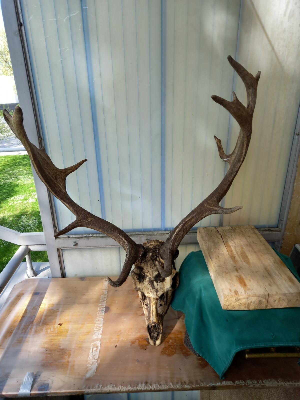 trofeji rogovi sa lubanjom jelen lopatar