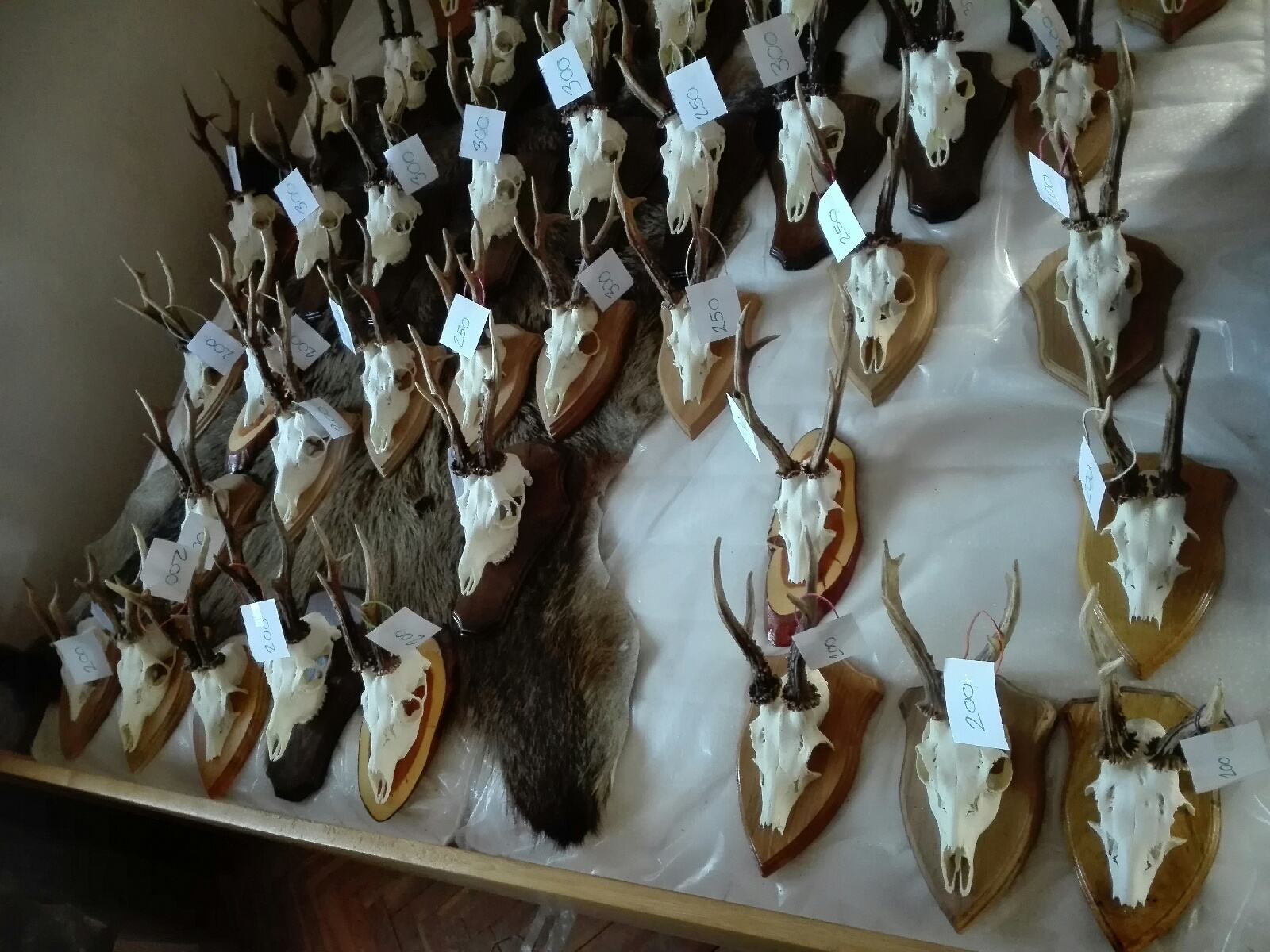 Trofeji rogovi srnjaka i jelena na drvenim pločicama