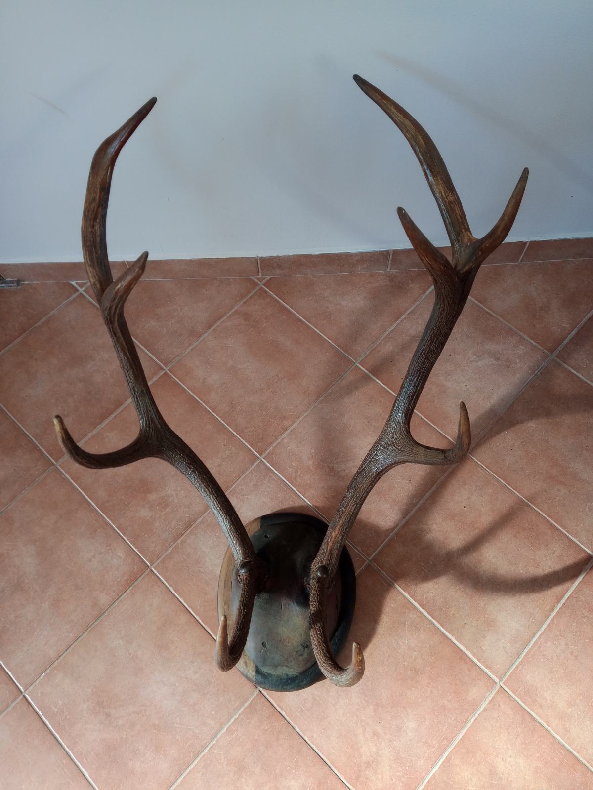 Trofejni rogovi jelena