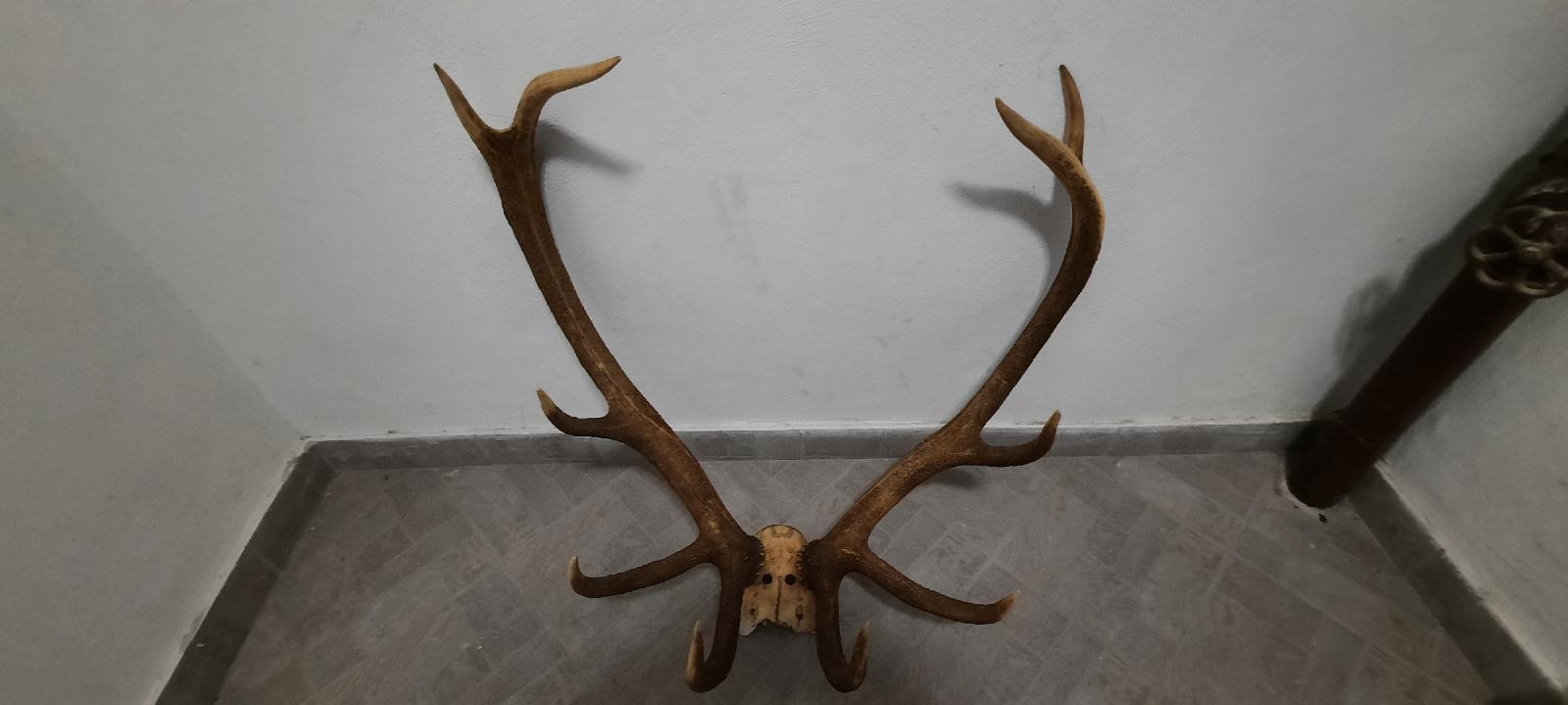 Trofejni rogovi jelena