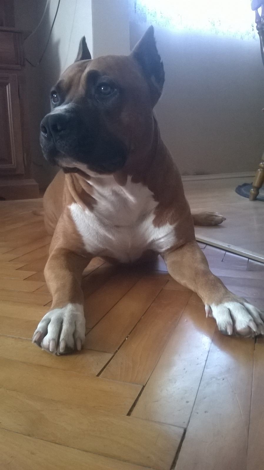 americki staford terijer stenci