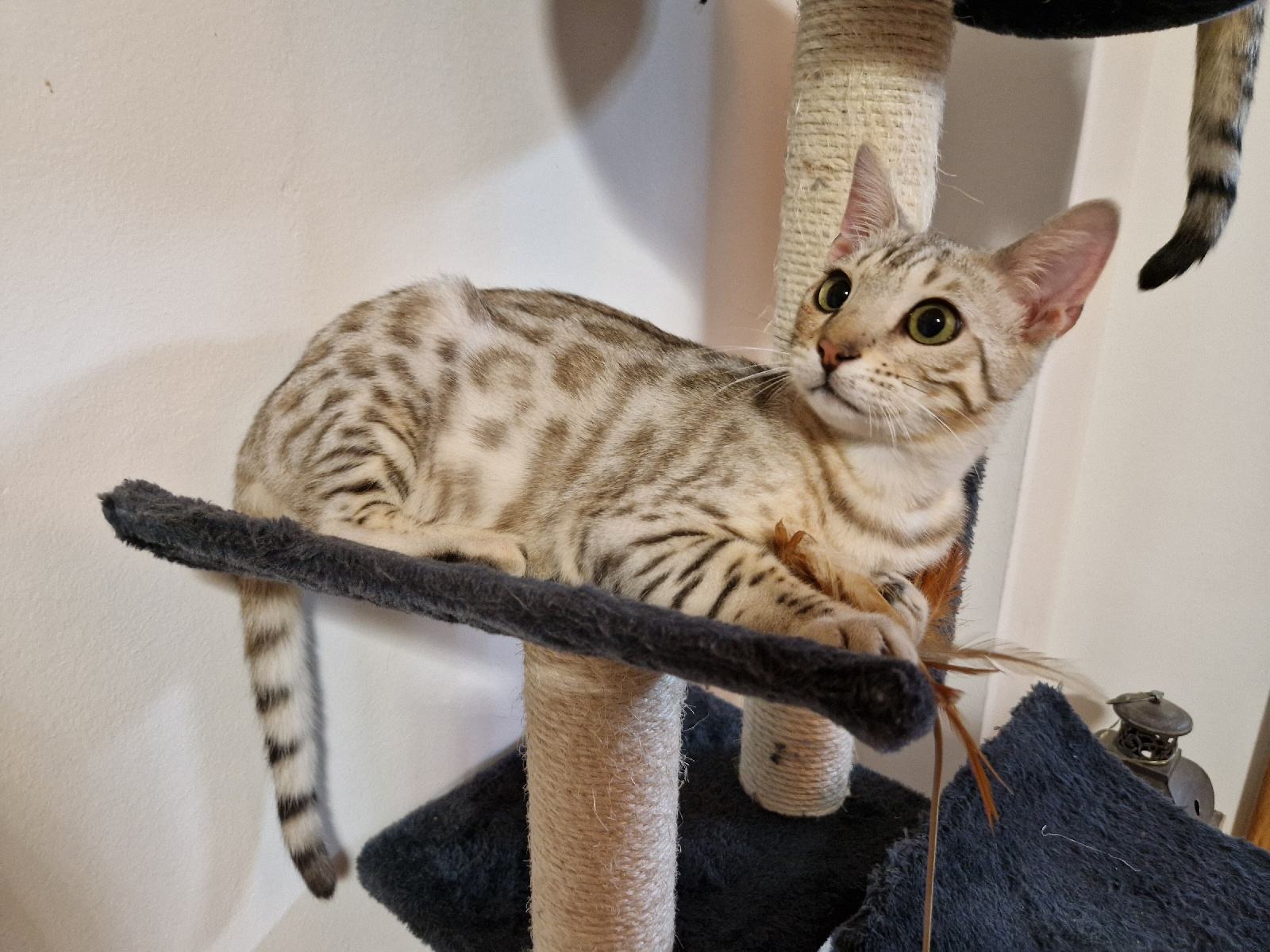 Bengalska mačka, mačić, TICA rodovnik