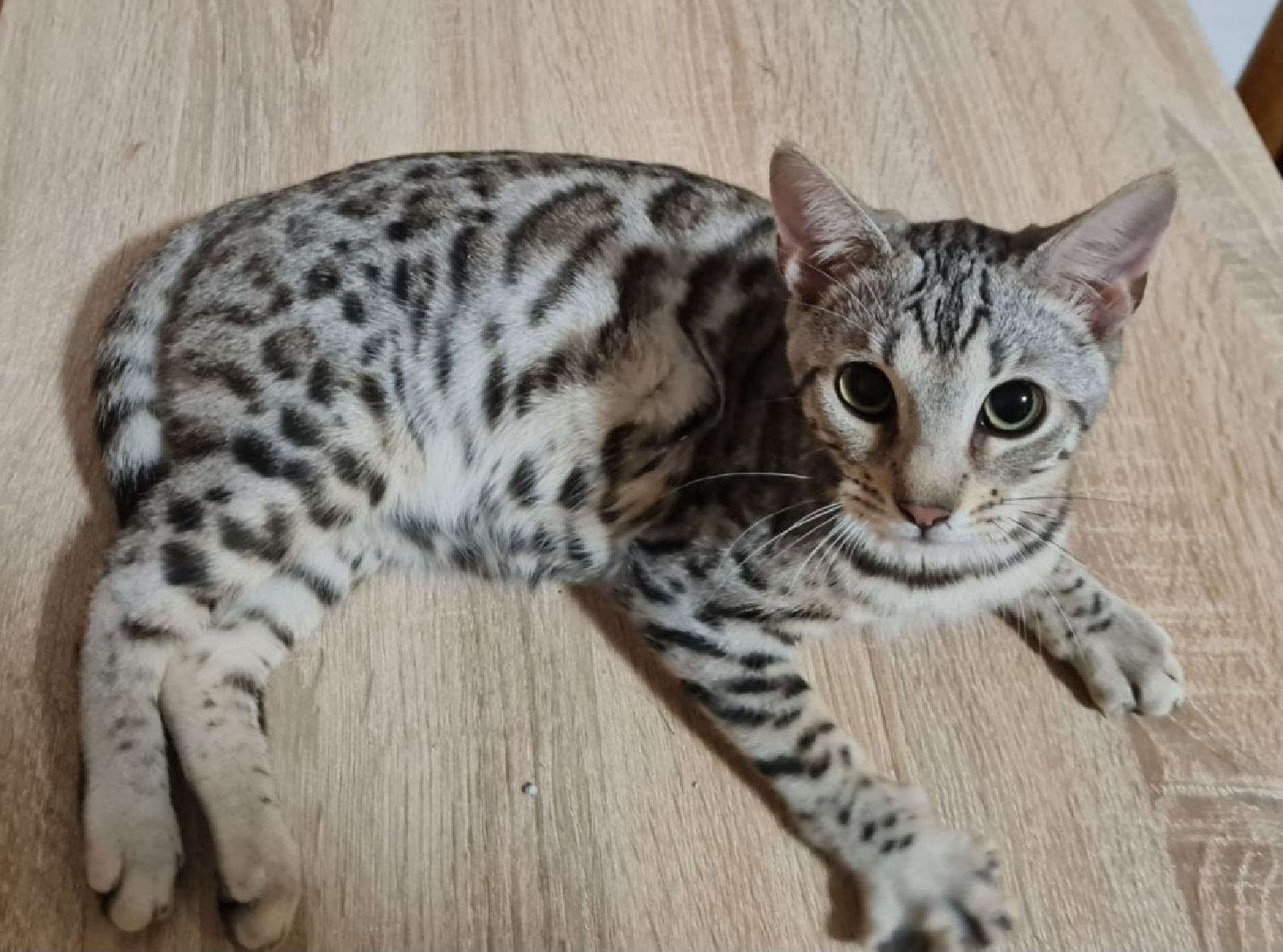 Bengalska mačka, mačići, TICA rodovnik