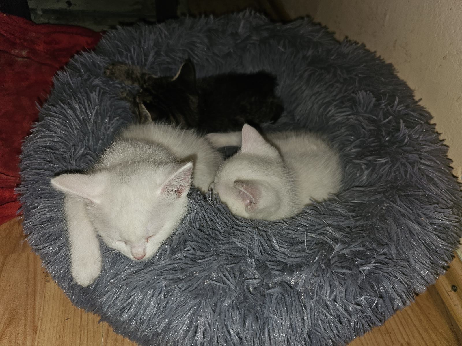 Bijeli mačići