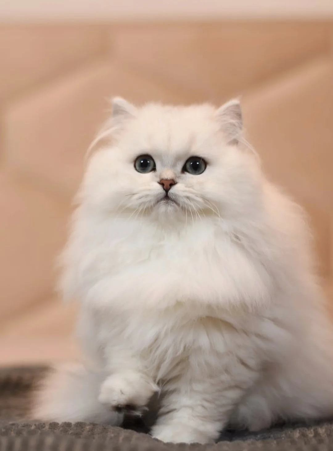 Britanski dugodlaki mačić