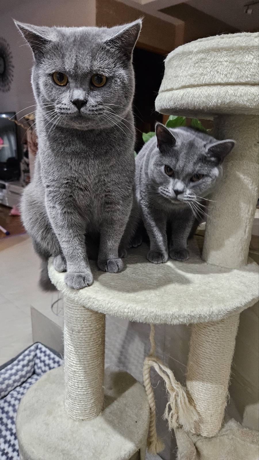 Britanske kratkodlake mačke