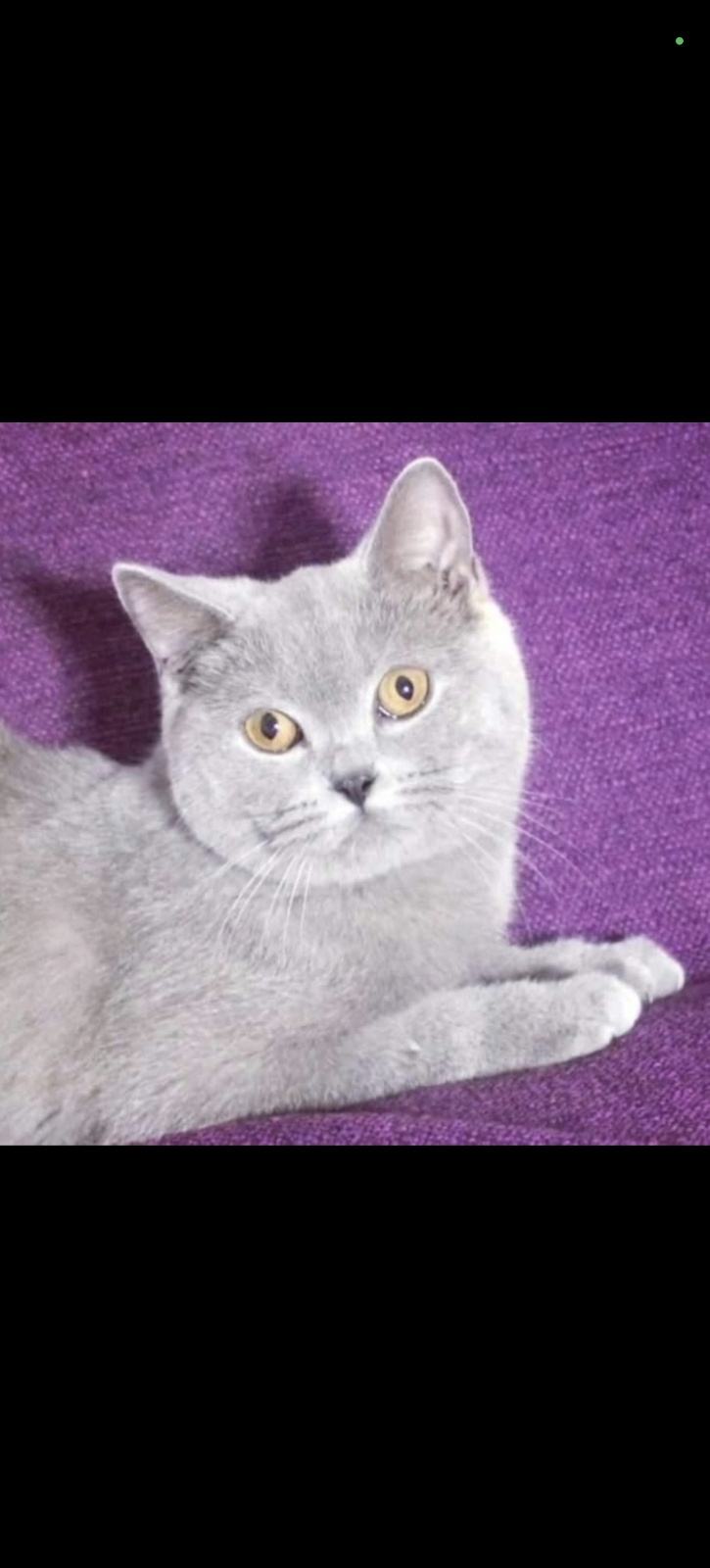 Britanske kratkodlake odrasle mačke