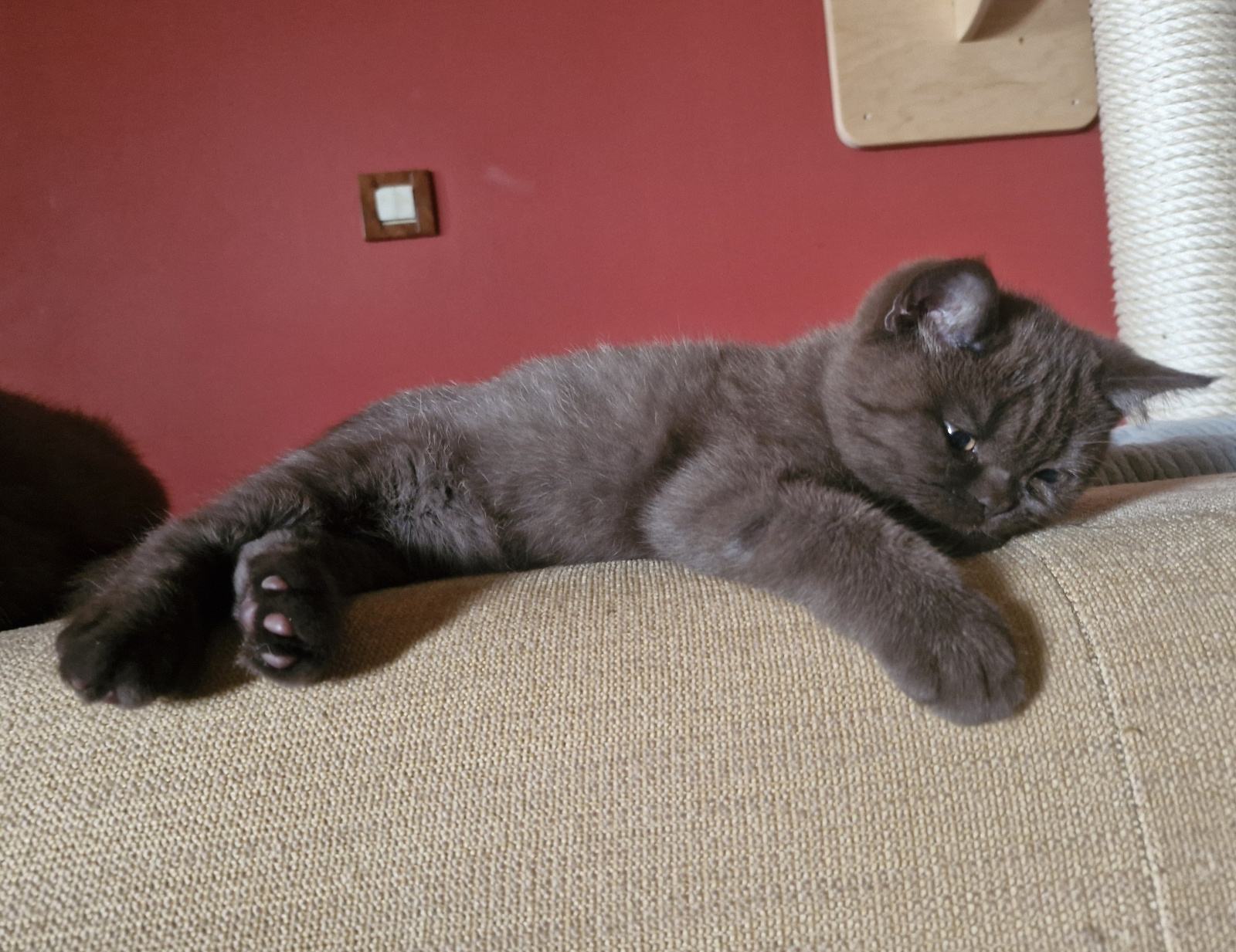 Britanski kratkodlaki/ FIFe rodovnik