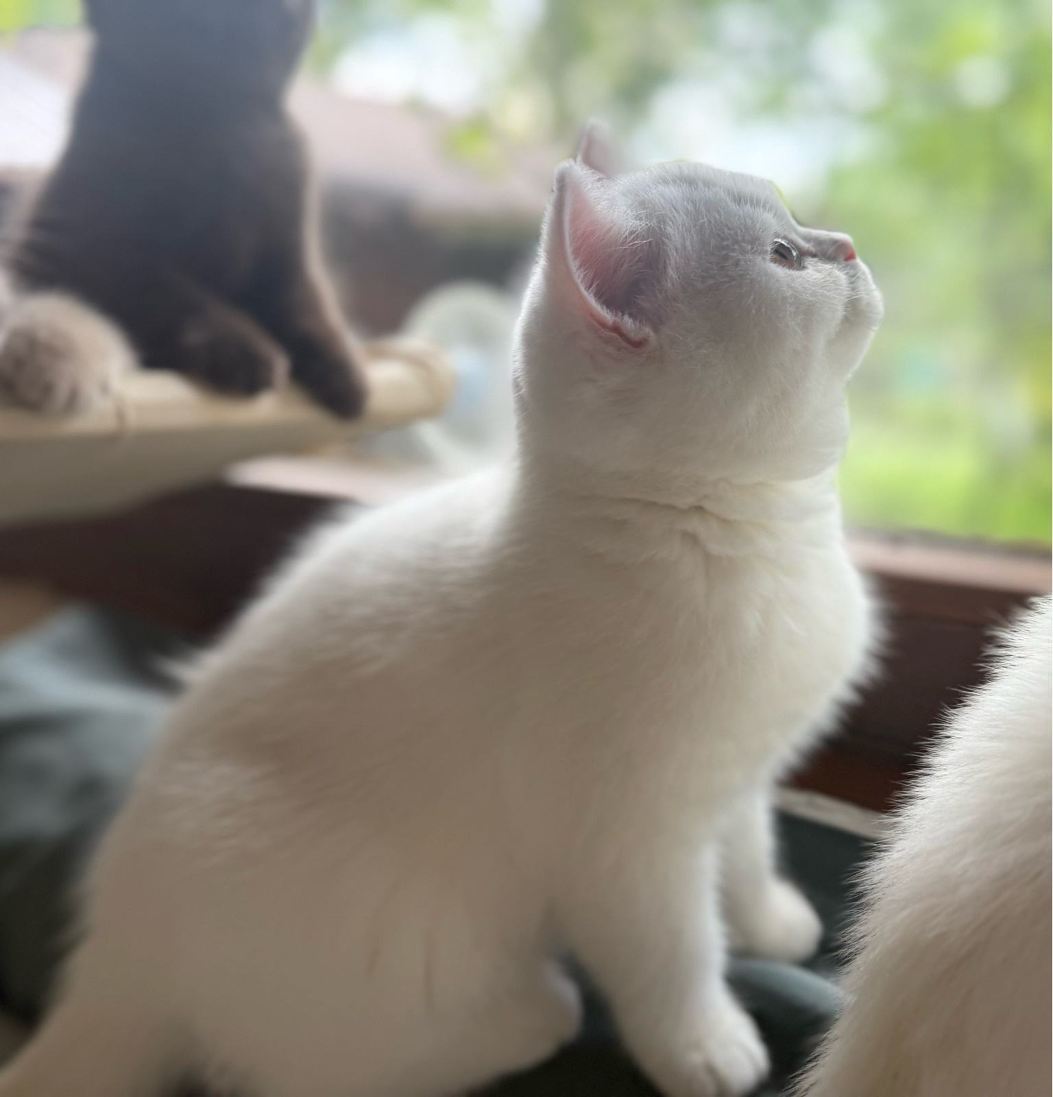 Britanski kratkodlaki/ FIFe rodovnik