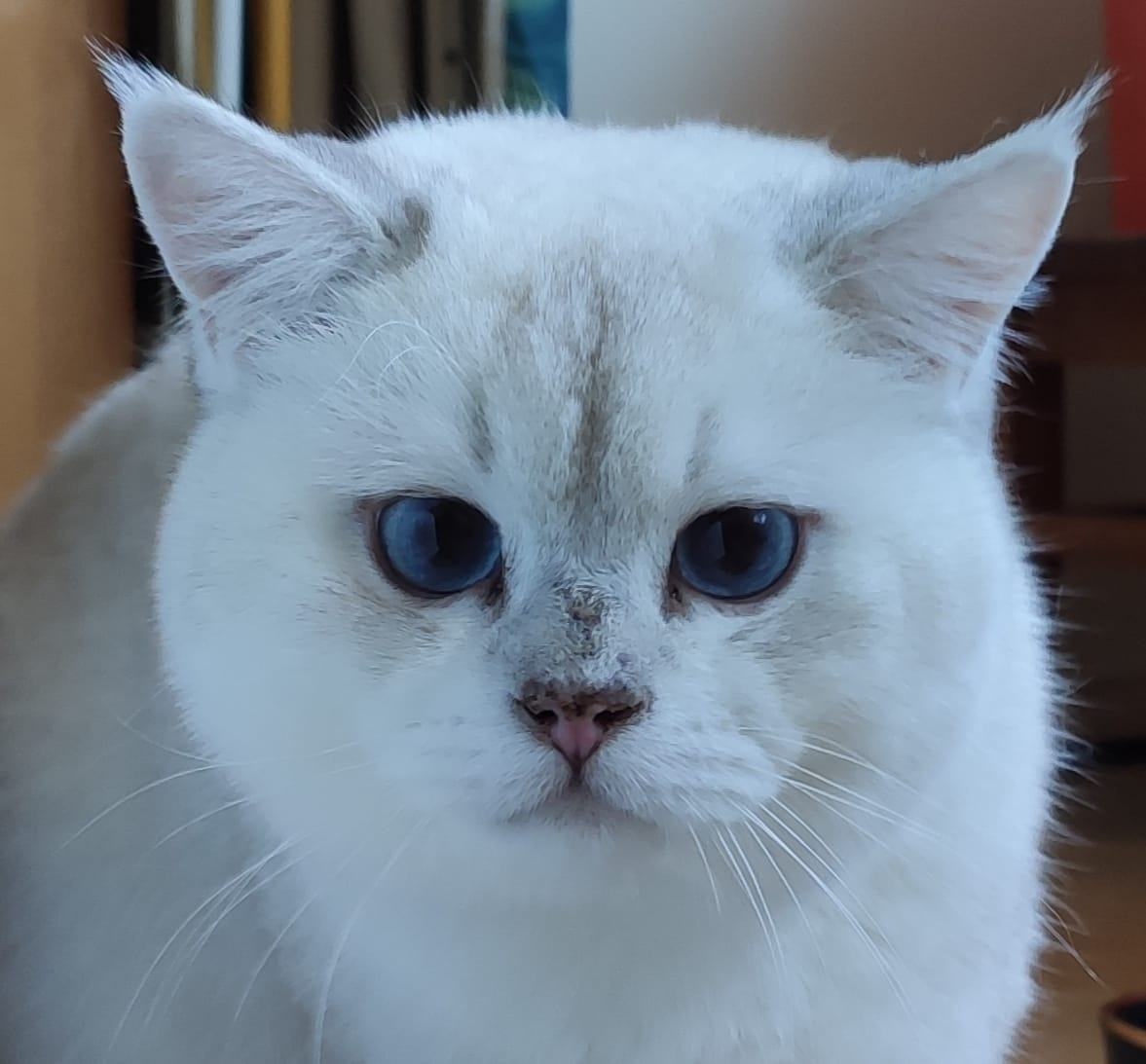 Britanski kratkodlaki mačak Cleo Starry Mur, 18 mj srebrni 0917311066