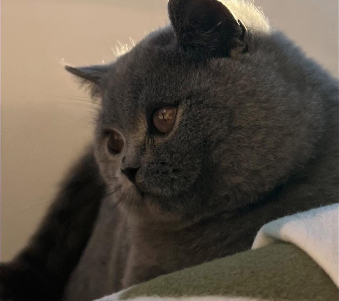 Britanski kratkodlaki mačić/Fife rodovnik