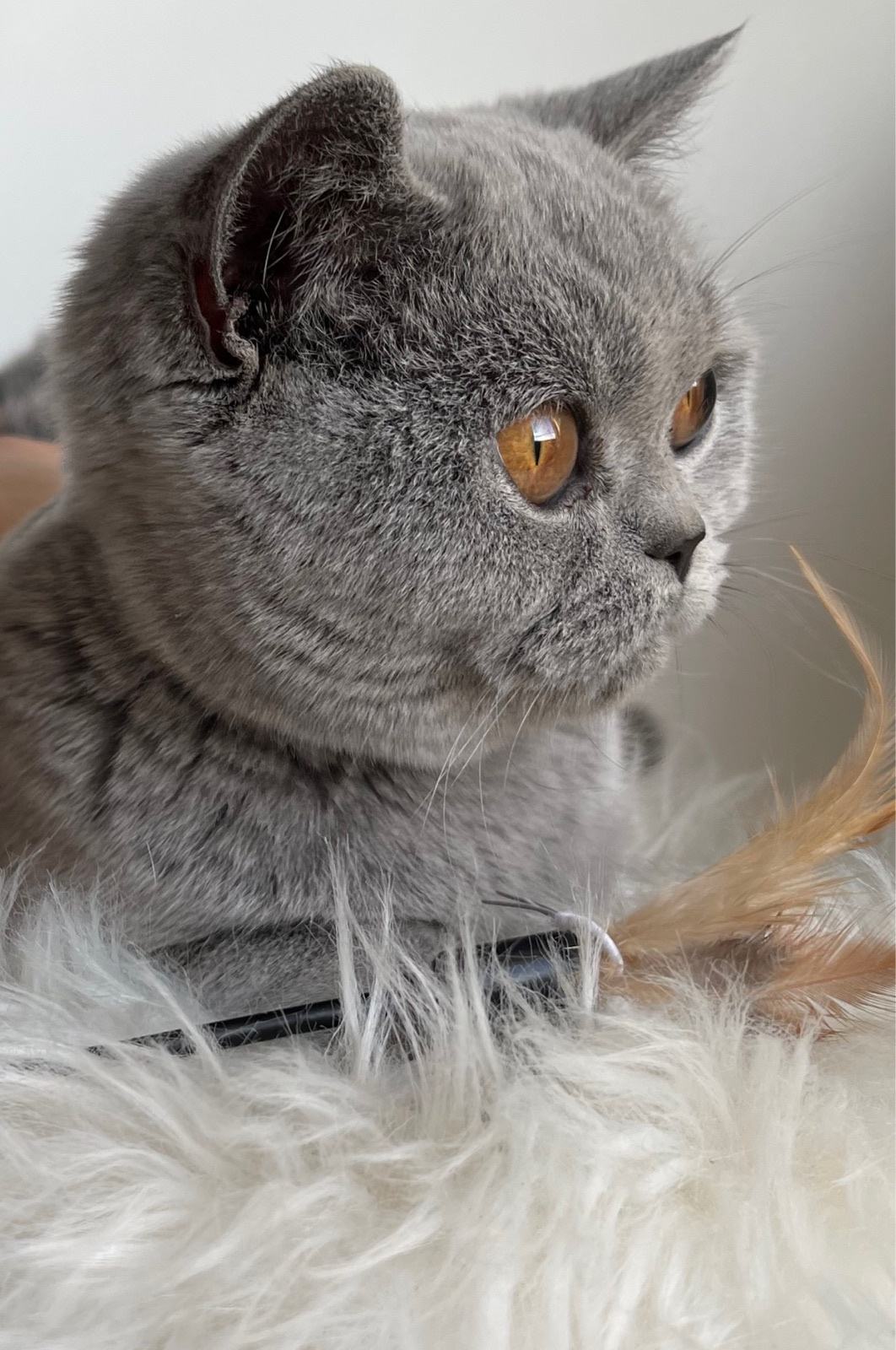 Britanski kratkodlaki macic