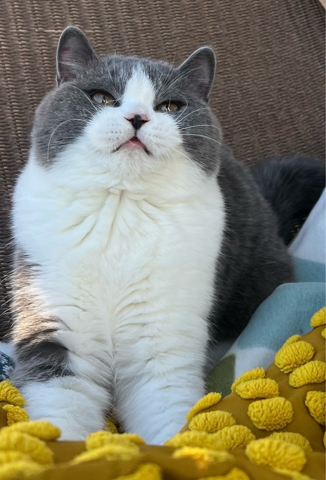 Britanski kratkodlaki macic/Fife rodovnik