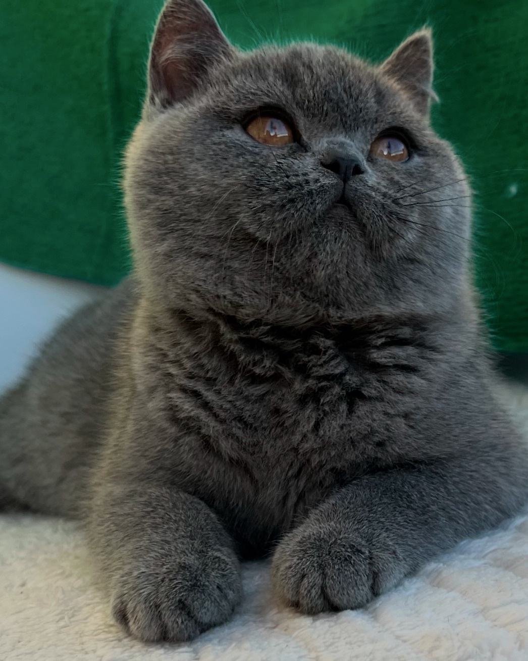 Britanski kratkodlaki macic