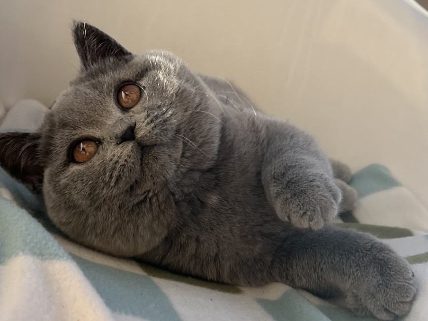 Britanski kratkodlaki mačići/Fife Rodovnik