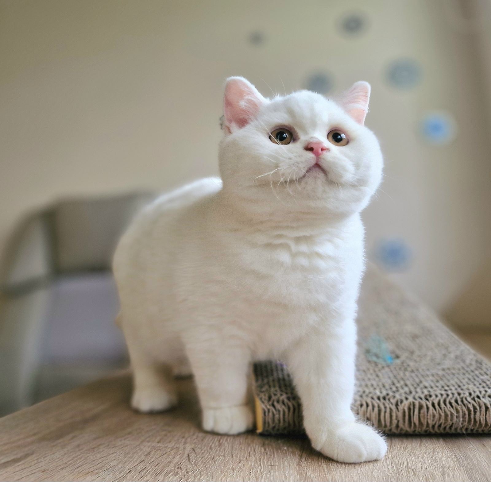 Britanski kratkodlaki mačići/FIFe rodovnik