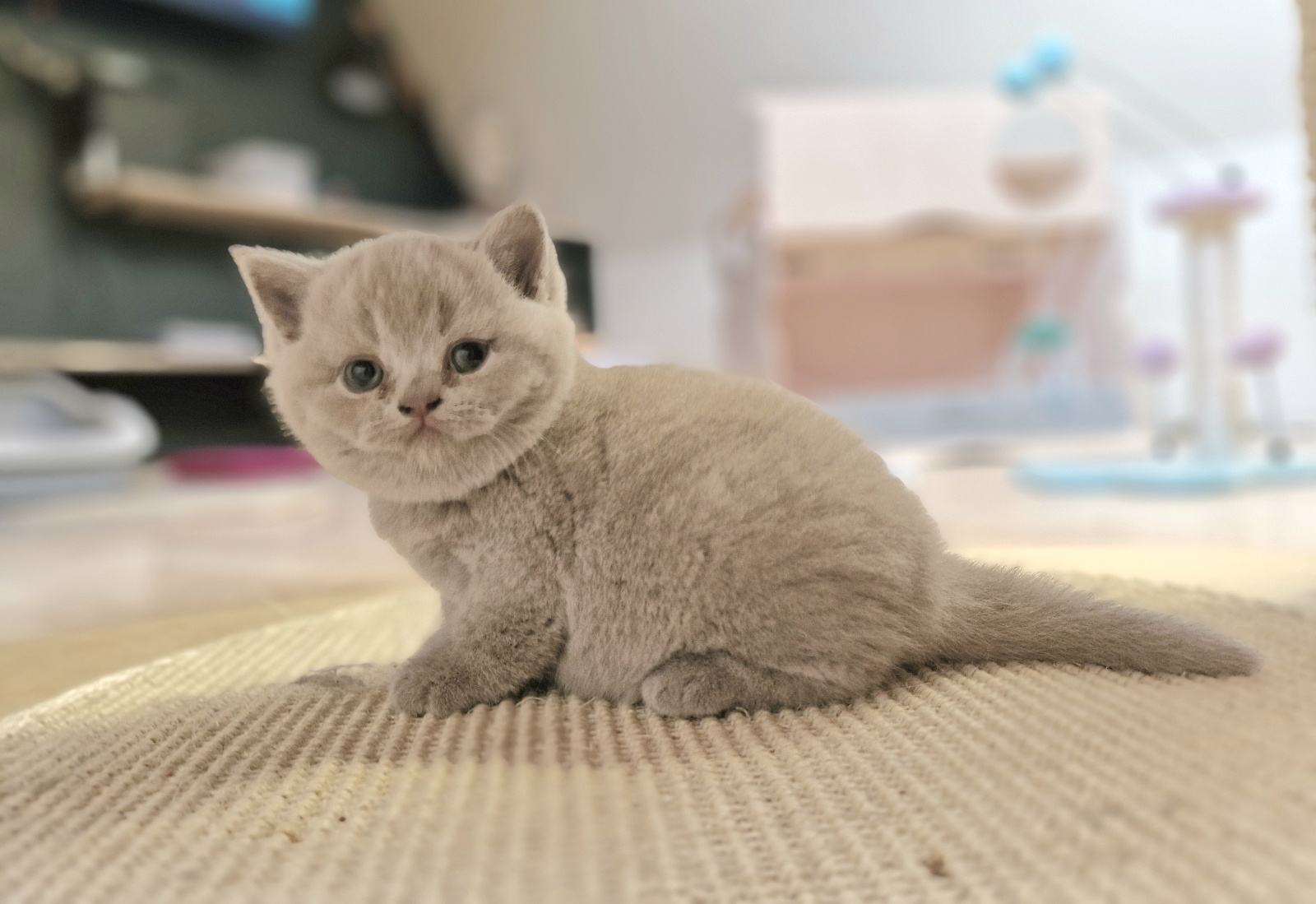 Britanski kratkodlaki mačići/FIFe rodovnik