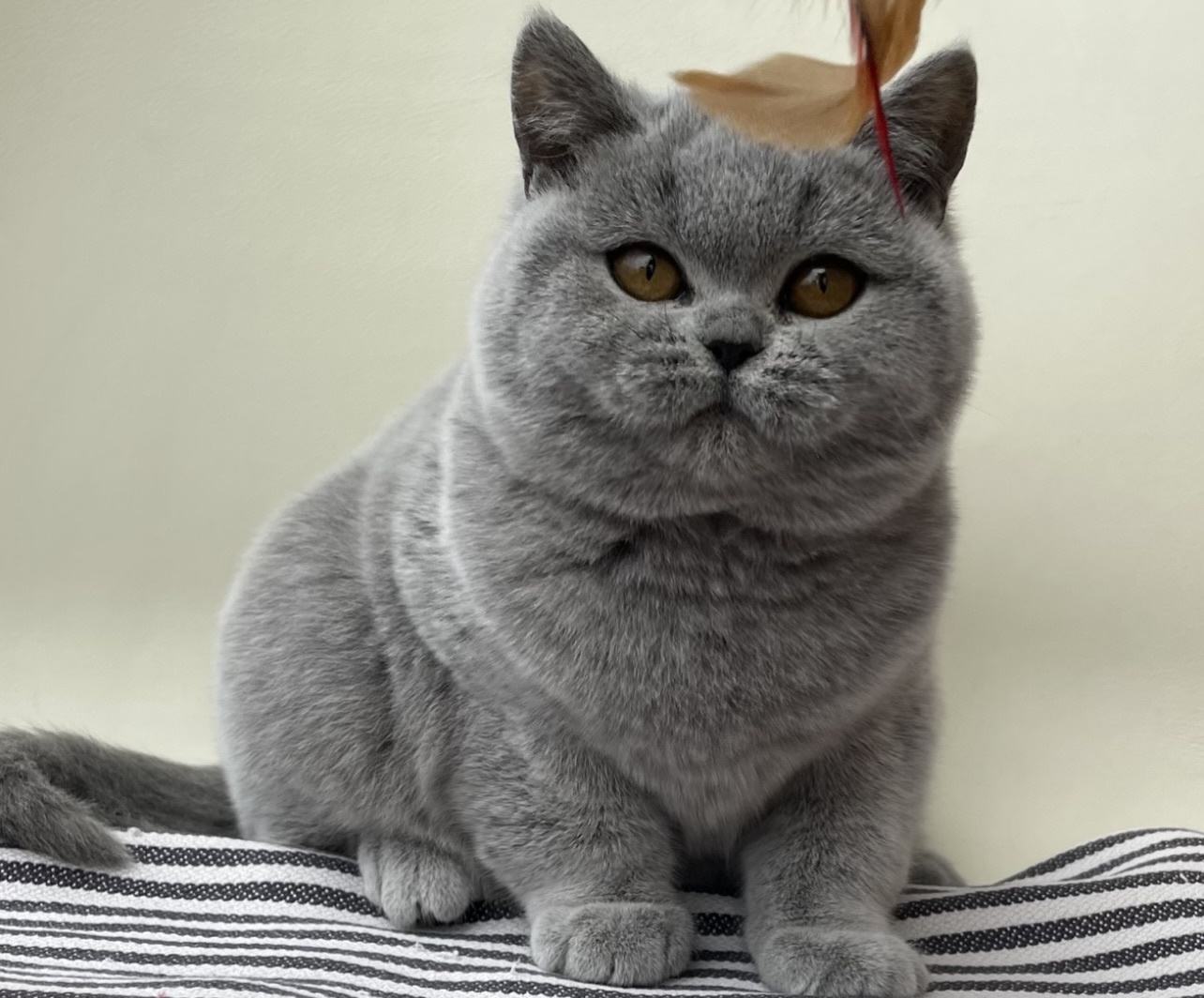 Britanski kratkodlaki macici sa Fife rodovnikom