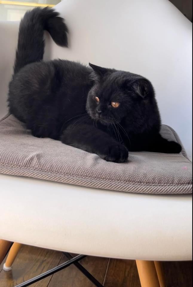 Britanski kratkodlaki macici