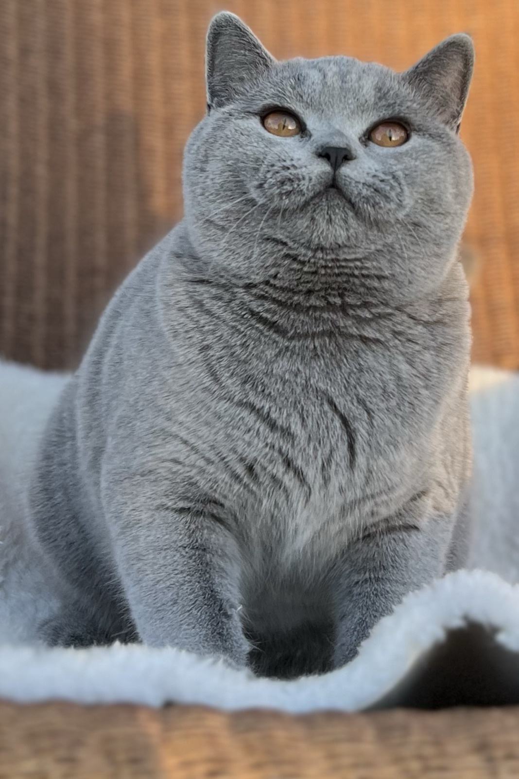 Britanski kratkodlaki macici