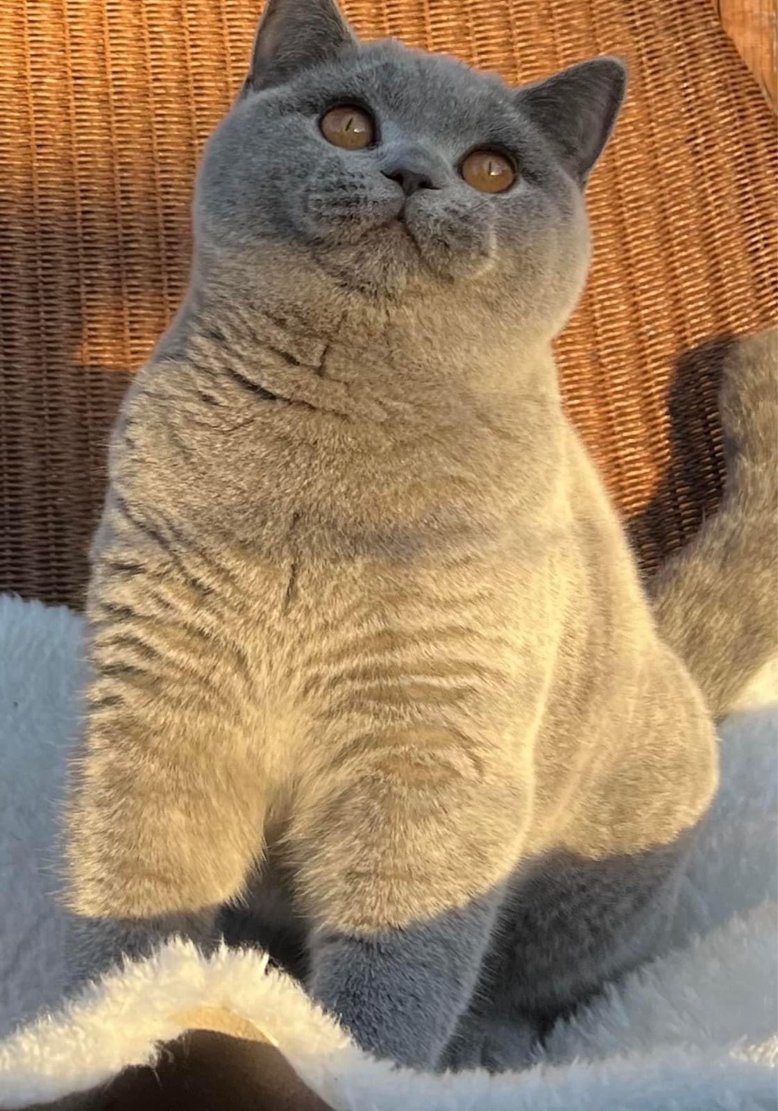 Britanski kratkodlaki macici