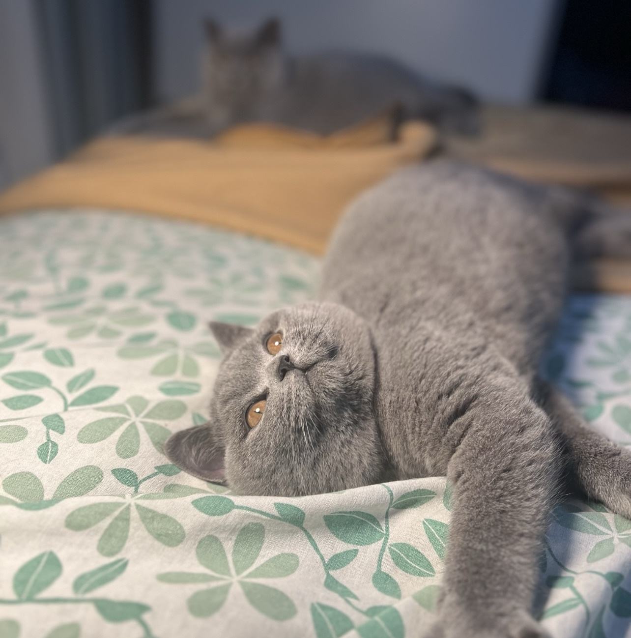 Britanski kratkodlaki macici