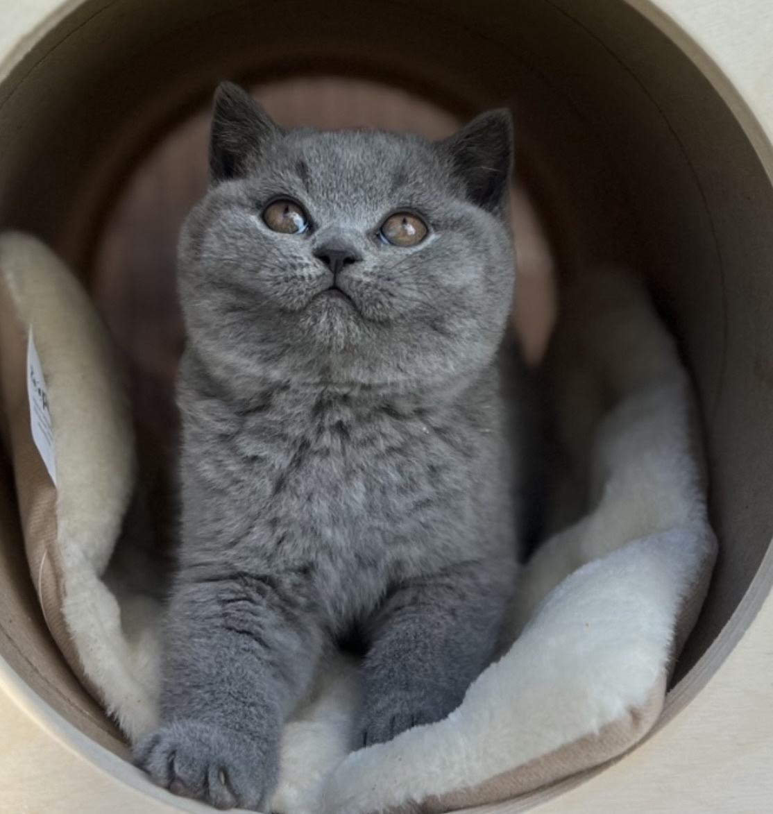 Britanski kratkodlaki macici