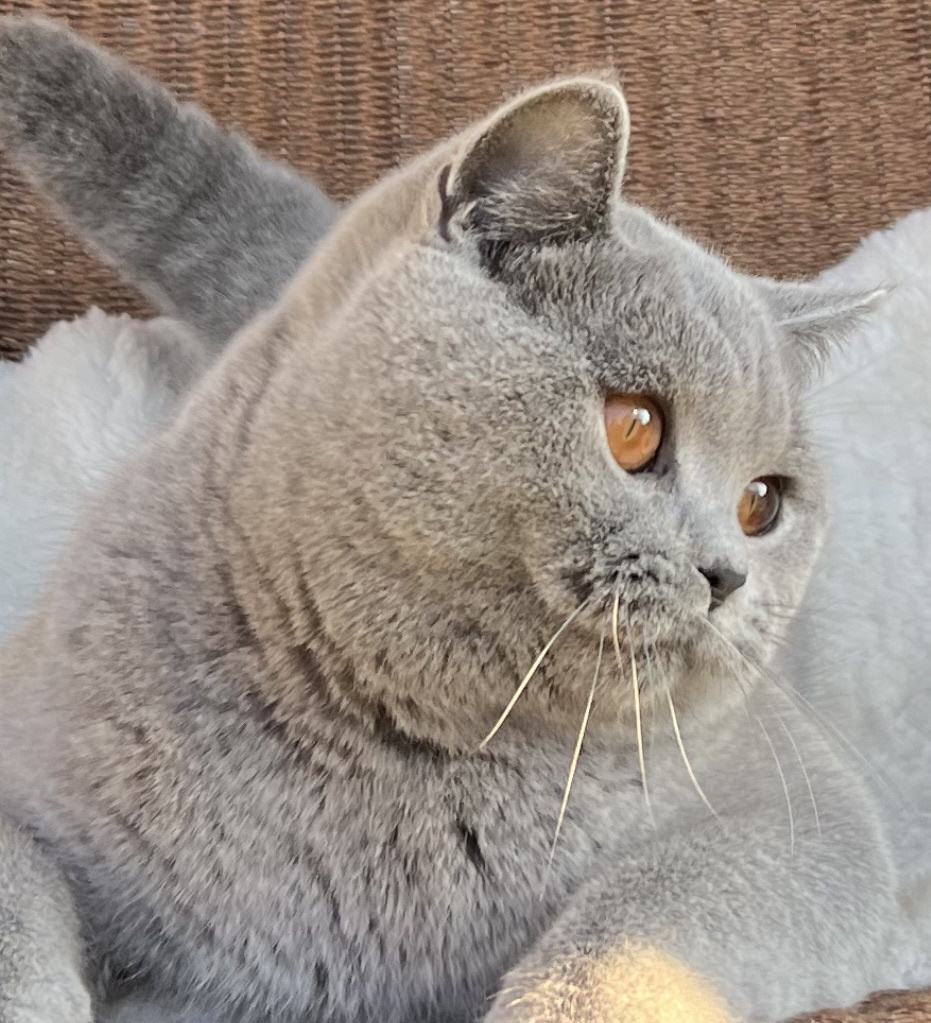 Britanski kratkodlaki macici sa rodovnikom