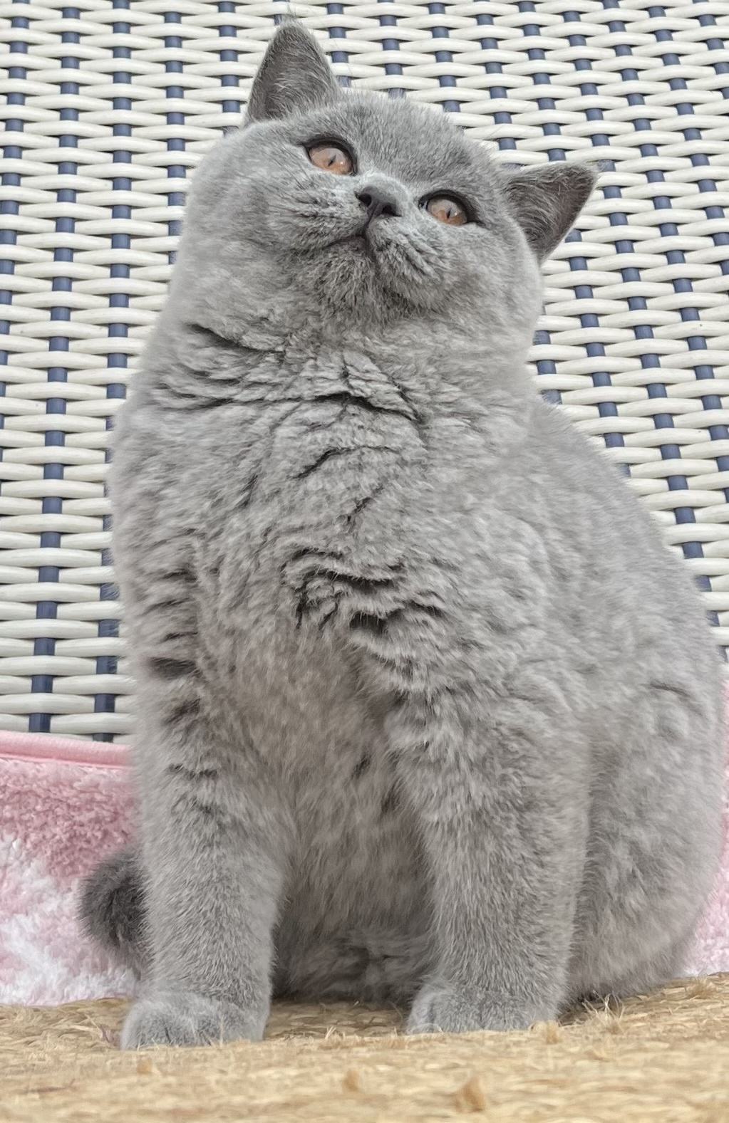 Britanski kratkodlaki macici