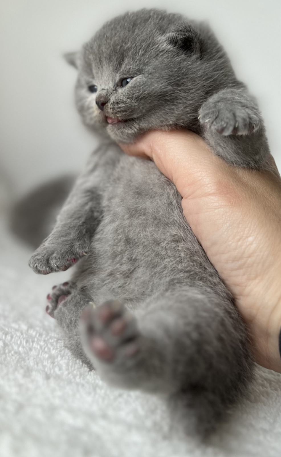 Britanski Kratkodlaki mačići